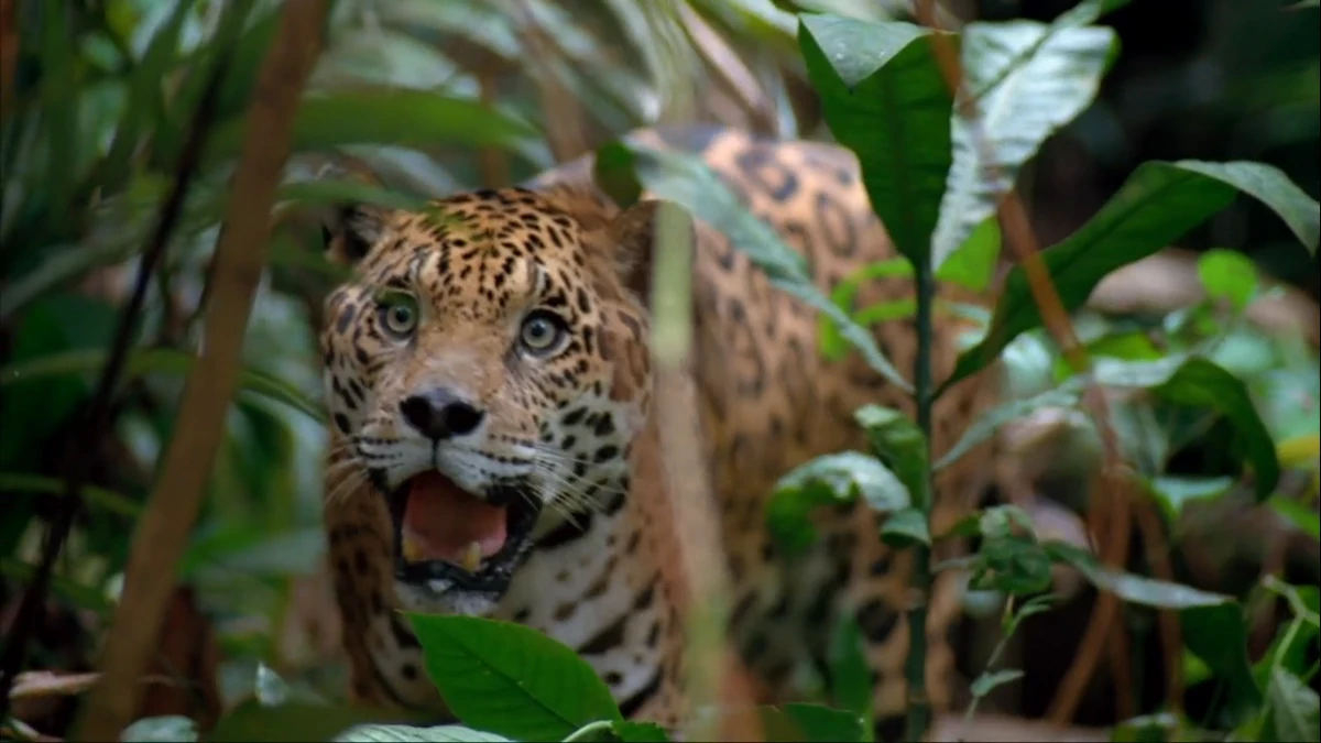 List of Species in IMAX | NatureRules1 Wiki | Fandom