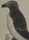 Razorbill | NatureRules1 Wiki | Fandom