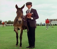 Mule | NatureRules1 Wiki | Fandom