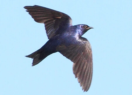 Purple Martin | NatureRules1 Wiki | Fandom