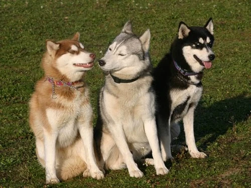 Sakhalin Husky | NatureRules1 Wiki | Fandom