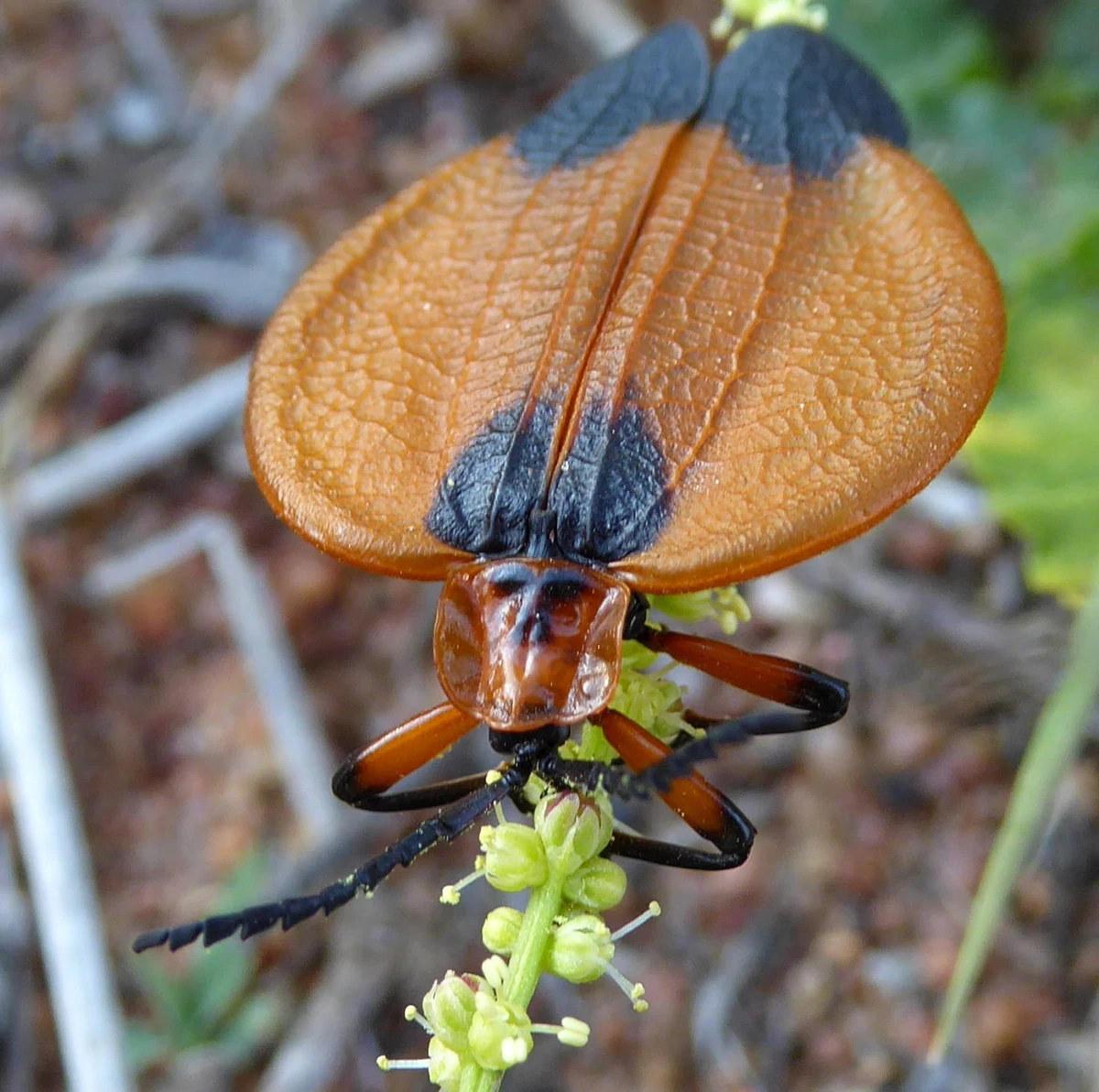 Tailed Net-winged Beetle | NatureRules1 Wiki | Fandom