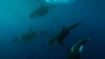 Animal (2021) | NatureRules1 Wiki | Fandom