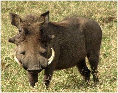 Southern Warthog | NatureRules1 Wiki | Fandom