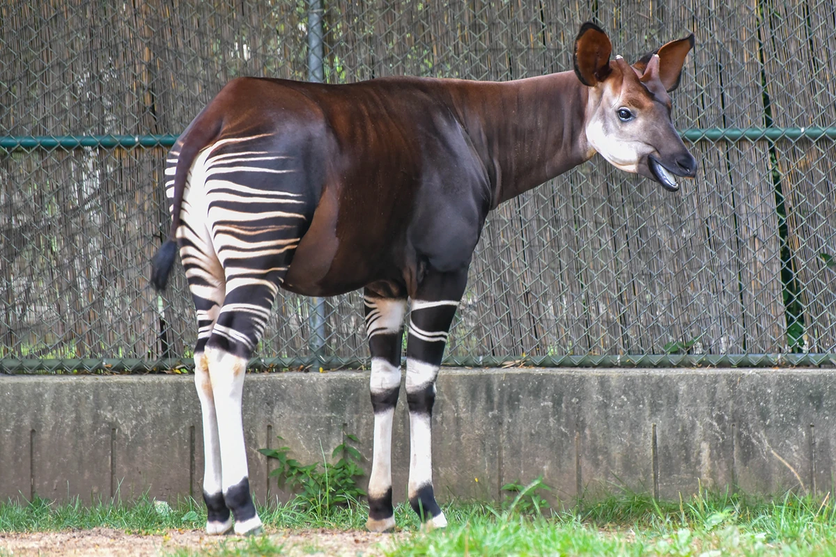 Okapi | NatureRules1/Samwei1234/GavenLovesAnimals Wiki | Fandom