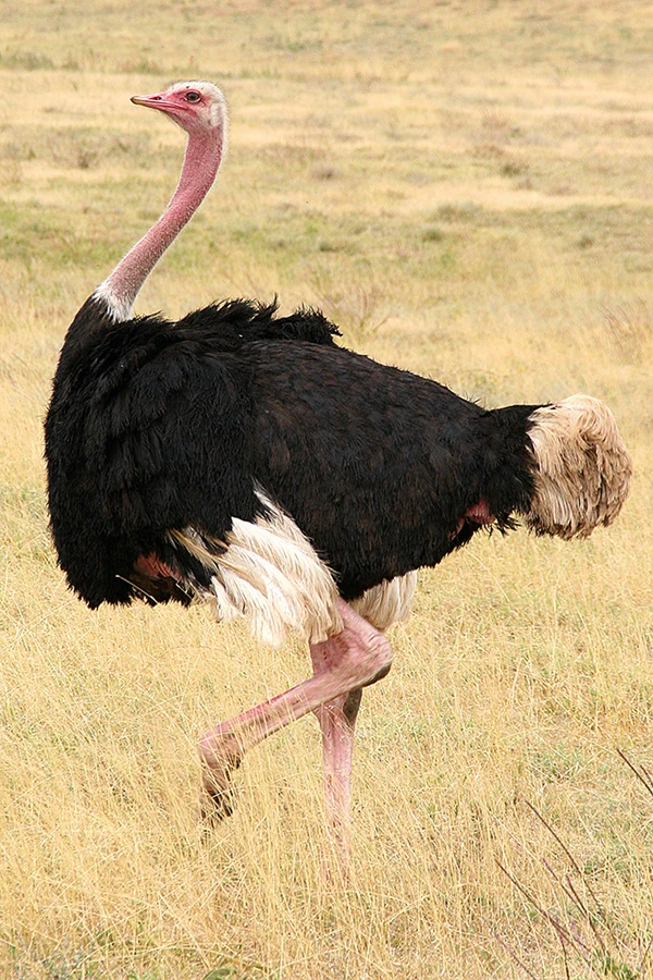 Ostrich | NatureRules1/Samwei1234/GavenLovesAnimals Wiki | Fandom