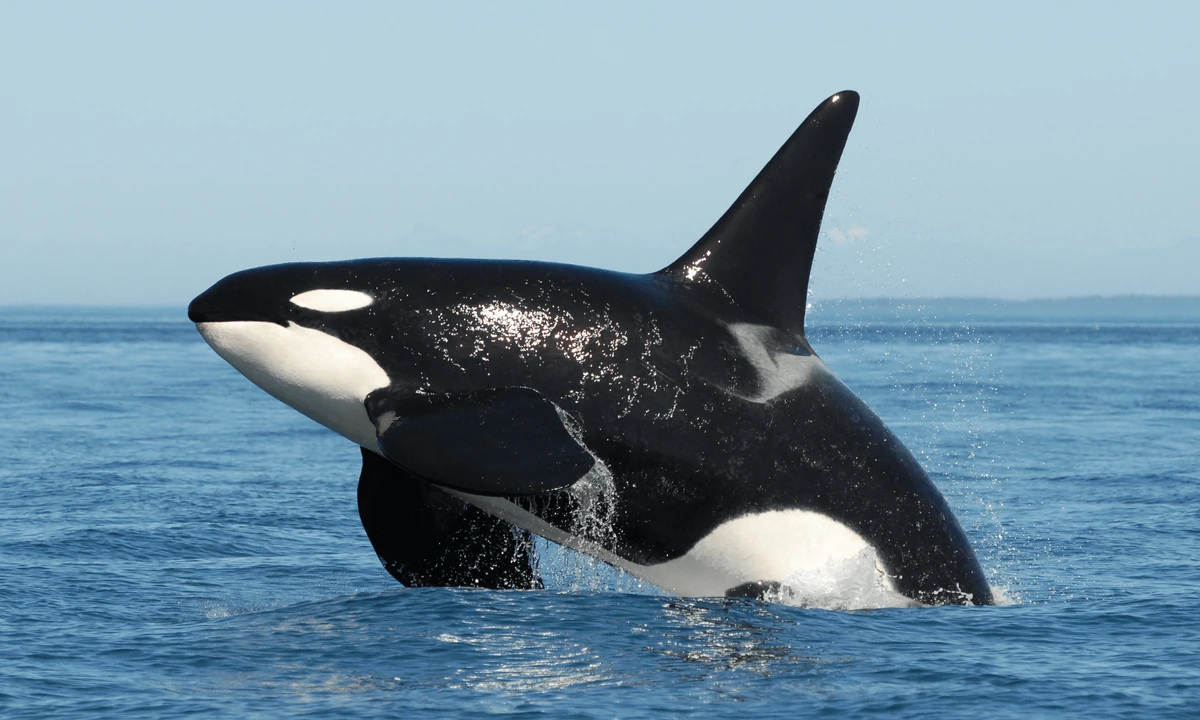 Orca | NatureRules1/Samwei1234/GavenLovesAnimals Wiki | Fandom