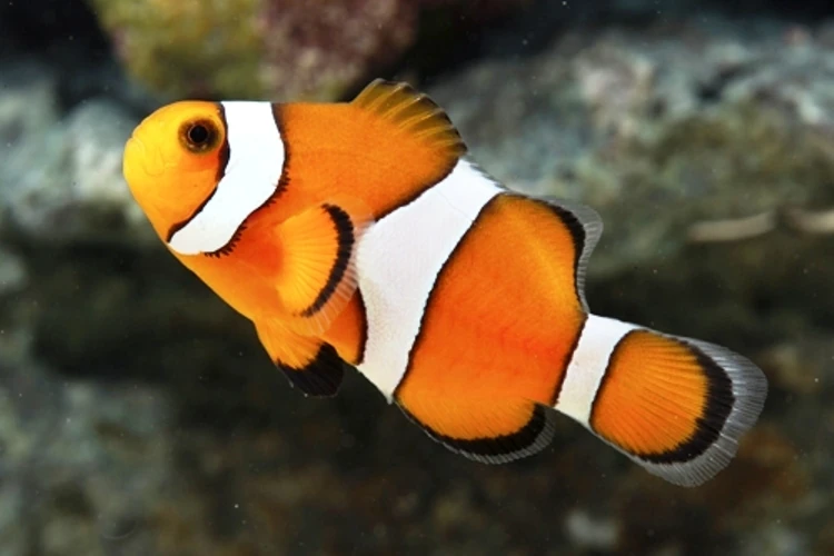 Ocellaris Clownfish | NatureRules1/Samwei1234/GavenLovesAnimals Wiki ...