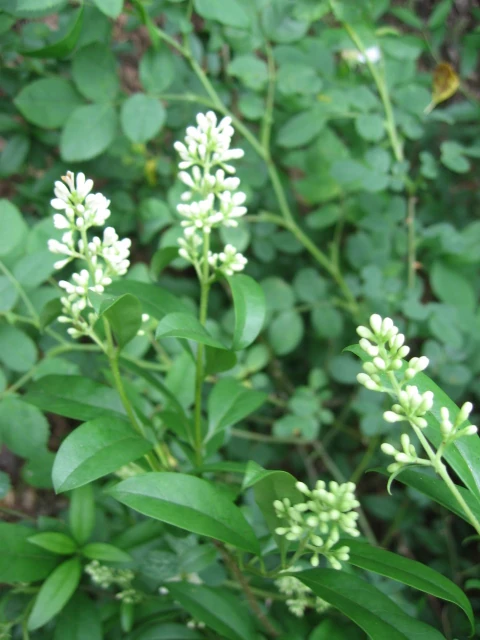 Gewöhnlicher Liguster (Ligustrum vulgare) 19. Juni 2010 | NatureWatch ...