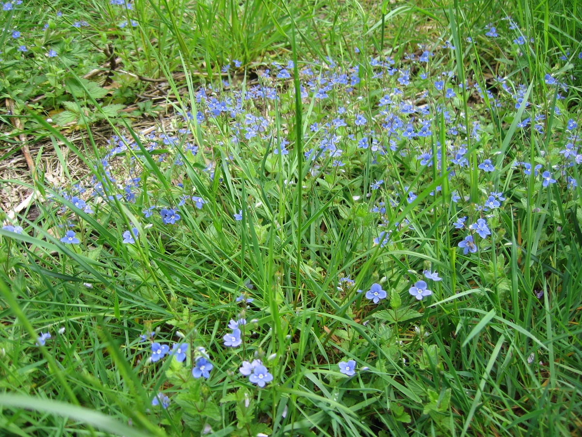 Gamander-Ehrenpreis (Veronica chamaedrys) 21. Mai 2010 | NatureWatch ...