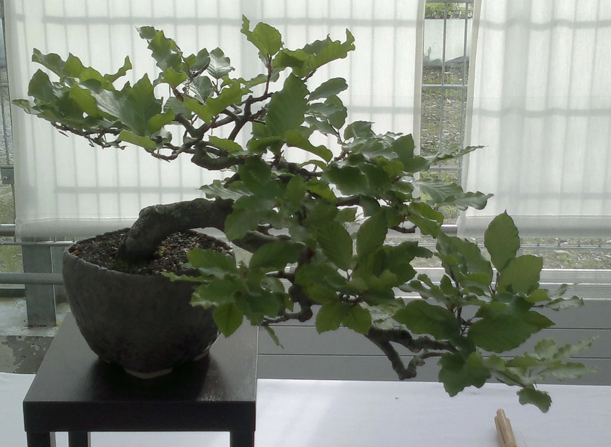 Rotbuche (Fagus sylvatica) Bonsai – im Botanischen Garten Augsburg – 22 ...