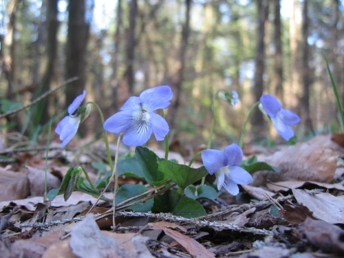 Rivinus-Veilchen (Viola riviniana) 24. April 2010 | NatureWatch Wiki ...
