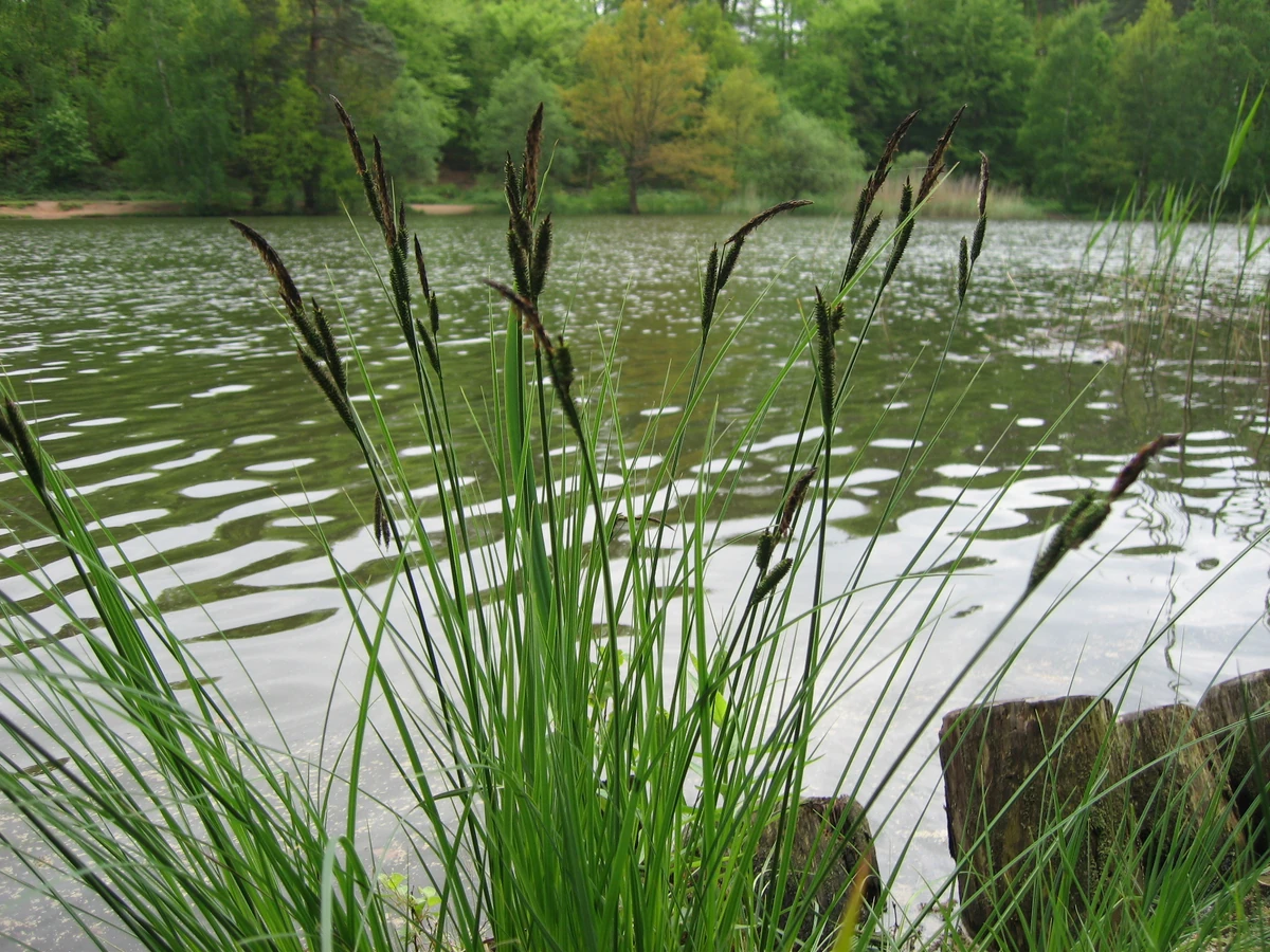 Sumpf- Segge (Carex acutiformis) 21. Mai 2010 | NatureWatch Wiki | Fandom