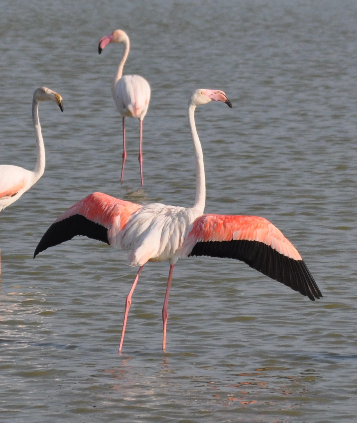 Europese Flamingo | Natuur Fotografie wiki | Fandom