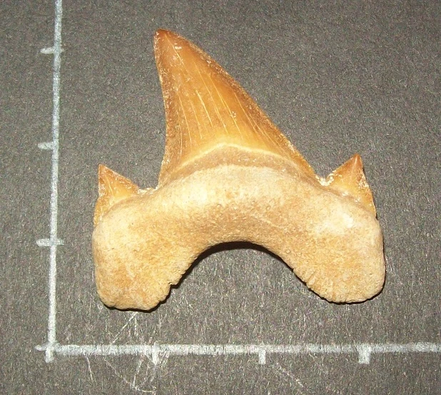 Cretolamna aschersoni | Natuur-historische wiki | Fandom