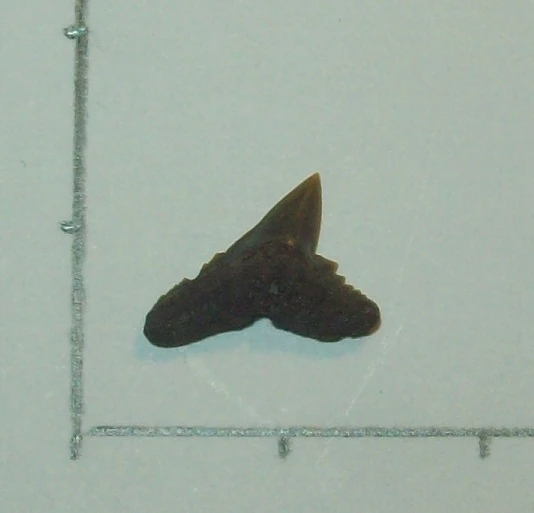 Physogaleus latus | Natuur-historische wiki | Fandom