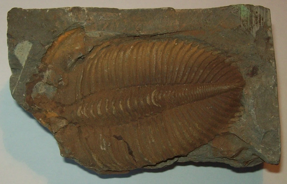 Trilobiet | Natuur-historische wiki | Fandom