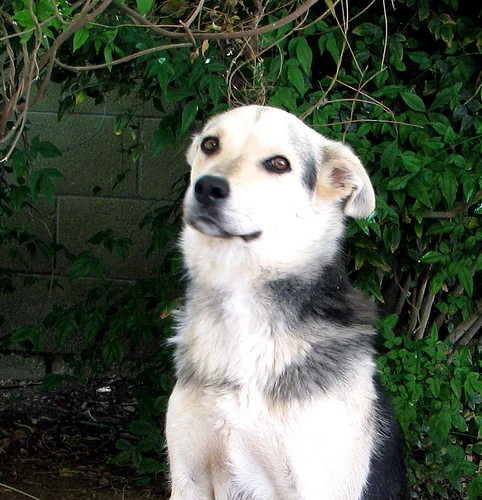 Fluffy (Camalex96) | Zombies Plus Workshop | Fandom