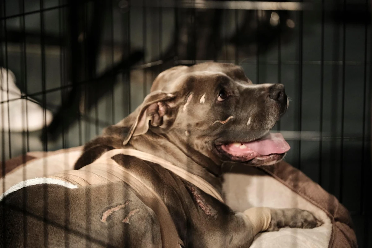 Lucy (Dog) | NCIS Database | Fandom