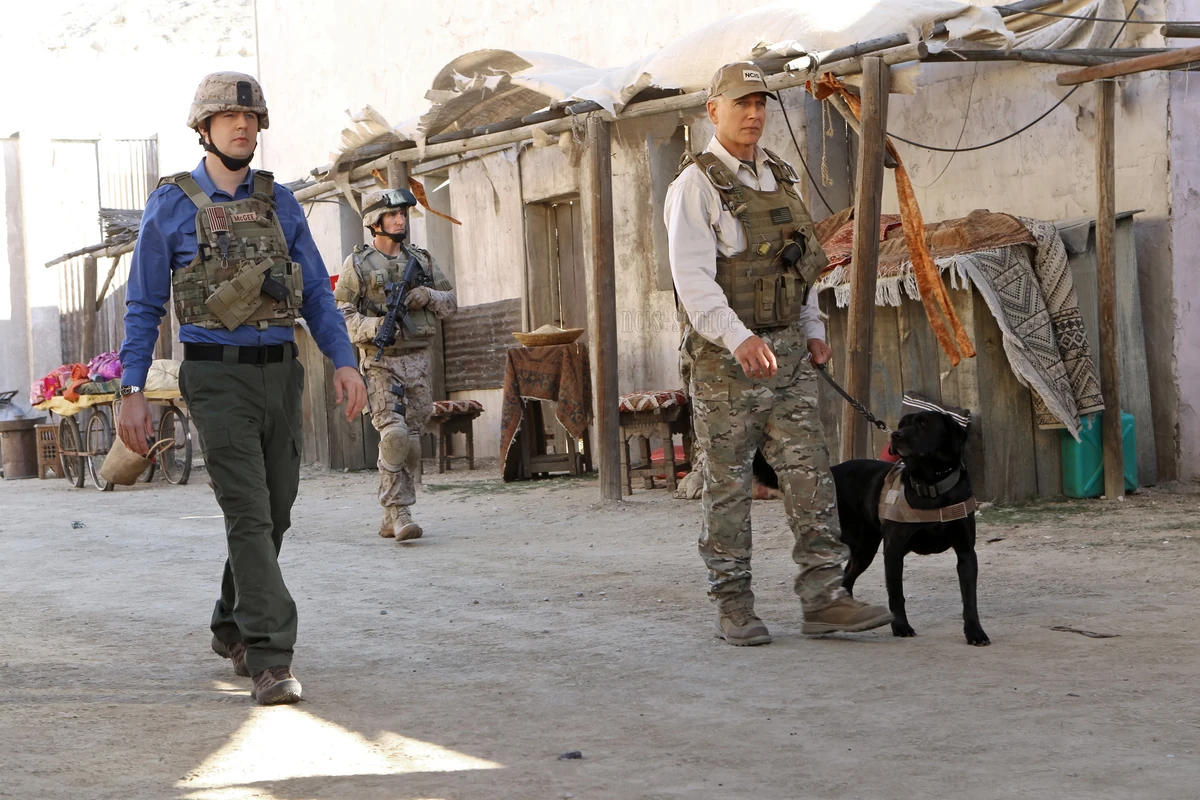 Chien de guerre (épisode) | Wiki NCIS | Fandom