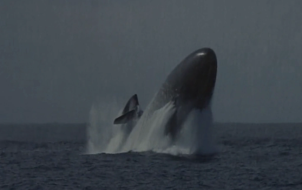 USS Tiger Shark | Ncis Franchise Wiki | Fandom