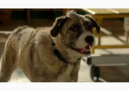 Monty | NCIS - Los Angeles Database | Fandom