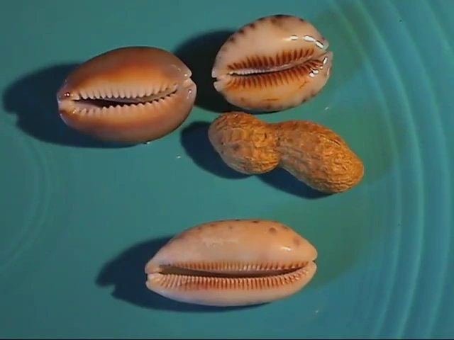 Prank Call | Neave.TV Wiki | Fandom