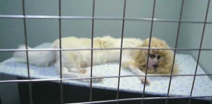 Sonar Dog | Neave.TV Wiki | Fandom