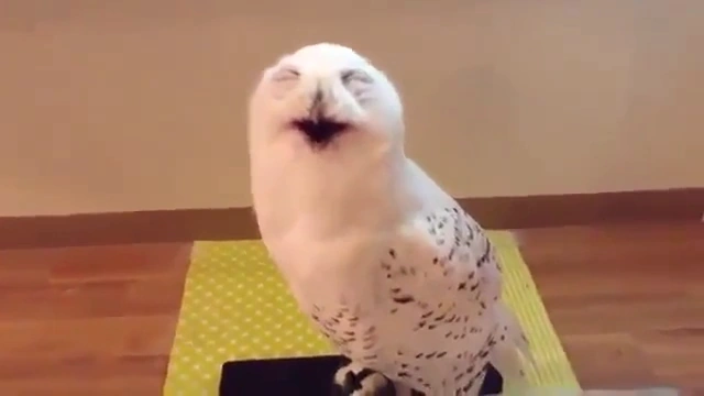 Laughing Owl | Neave.TV Wiki | Fandom