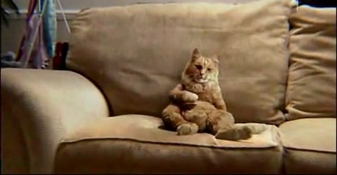 Jacko Cat | Neave.TV Wiki | Fandom