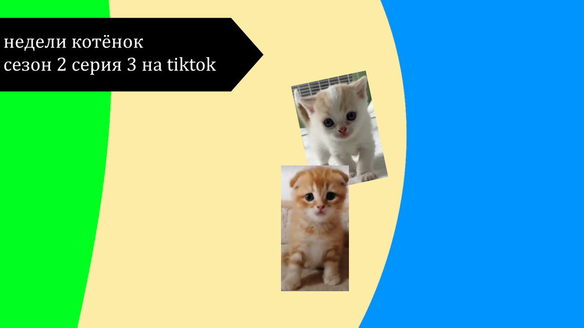 Недели котёнок Сезон 2 Серия 3 Недели котёнок Вики Fandom