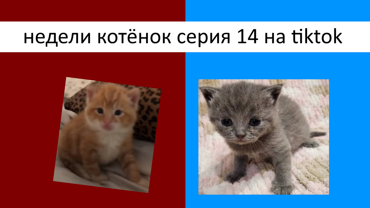 Недели котёнок Серия 14 Недели котёнок Вики Fandom