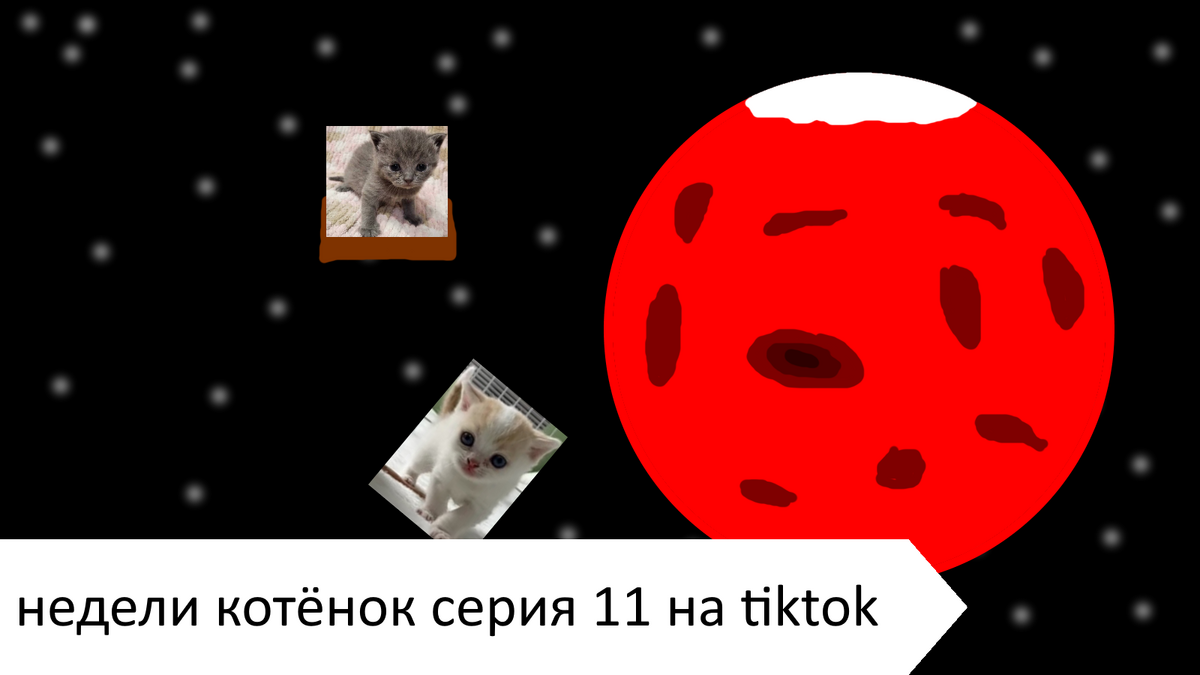 Недели котёнок Серия 11 Недели котёнок Вики Fandom