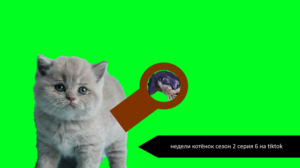 Недели котёнок Сезон 2 Серия 6 Недели котёнок Вики Fandom