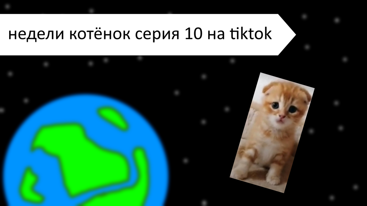 Недели котёнок Серия 10 Недели котёнок Вики Fandom