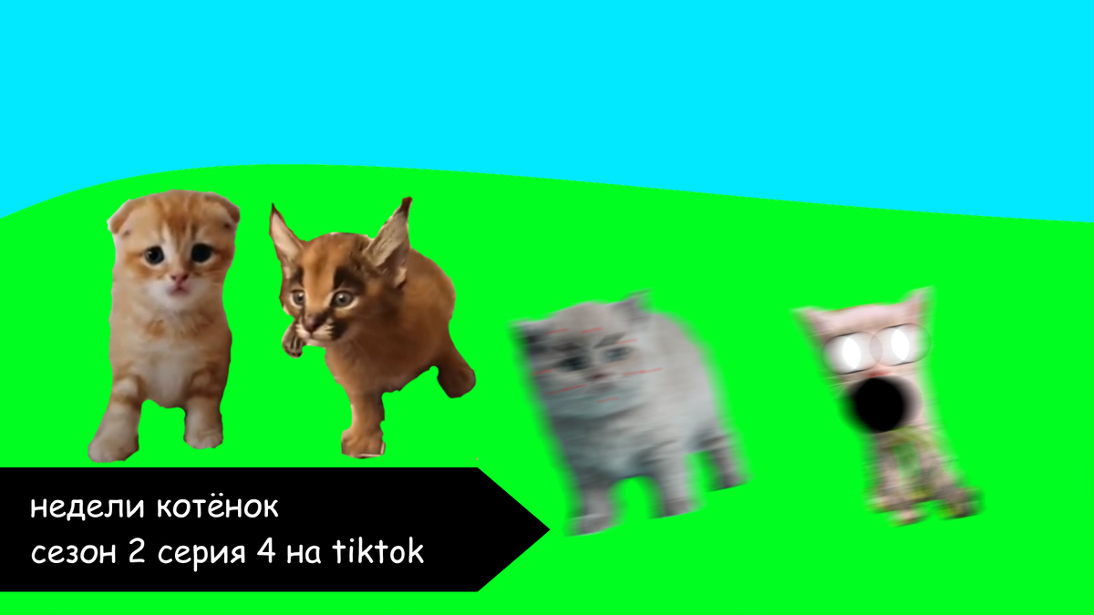 Недели котёнок Сезон 2 Серия 4 Недели котёнок Вики Fandom