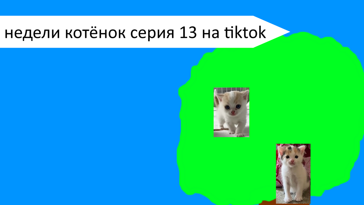 Недели котёнок Серия 13 Недели котёнок Вики Fandom