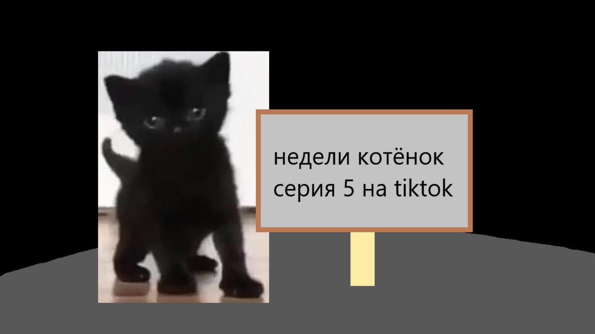 Недели котёнок Серия 5 Недели котёнок Вики Fandom