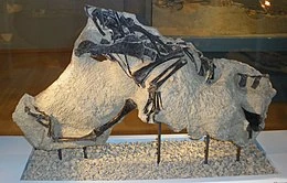 Notatesseraeraptor | Dinosaurussen Wiki | Fandom