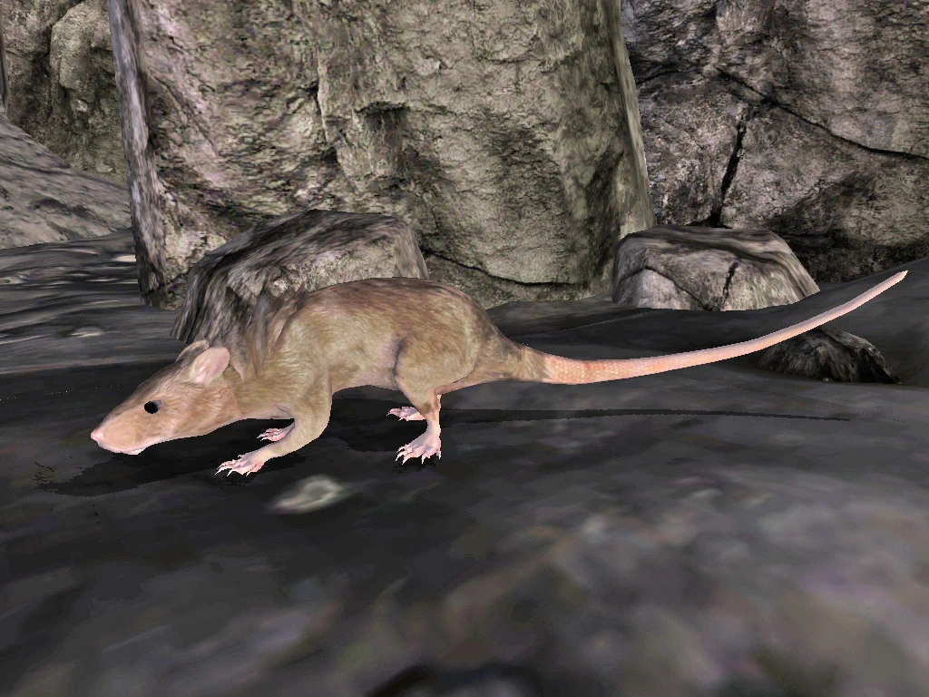 Young Pit Rat | Nehrim Wiki | Fandom