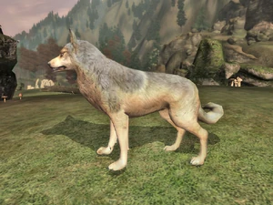 Forest Wolf | Nehrim Wiki | Fandom