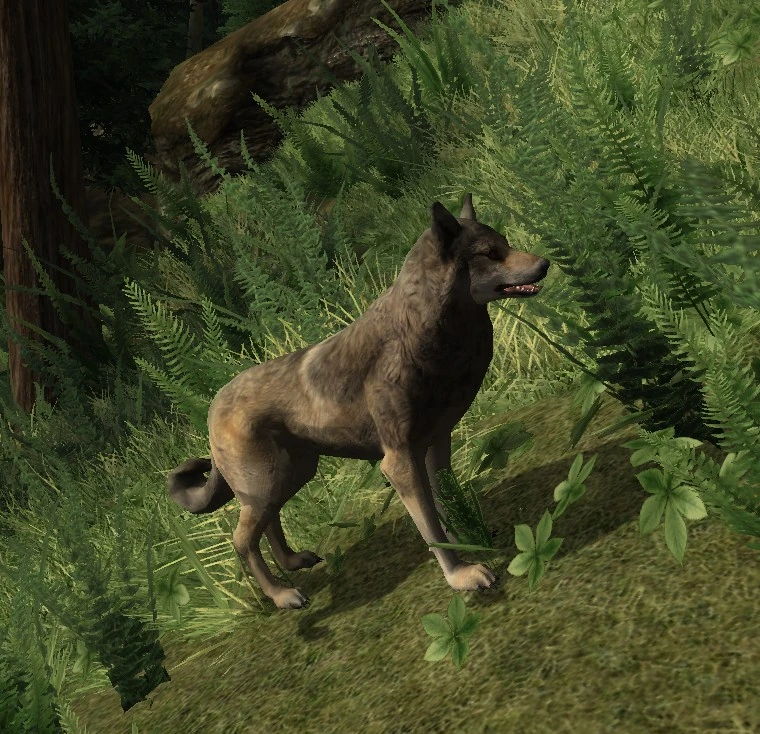 Wolf | Nehrim Wiki | Fandom