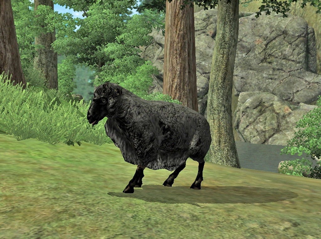 Black Sheep | Nehrim Wiki | Fandom