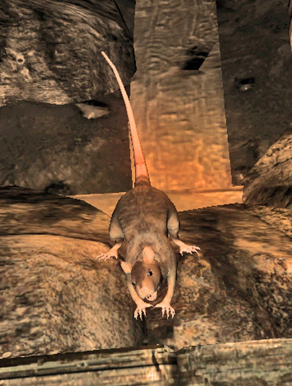 Pit Rat | Nehrim Wiki | Fandom