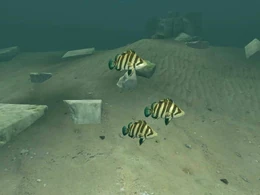 Fish | Nehrim Wiki | Fandom