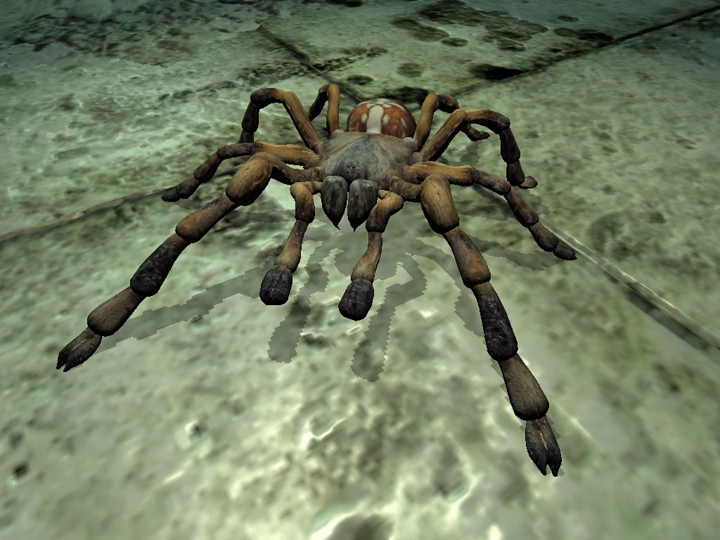Spider | Nehrim Wiki | Fandom