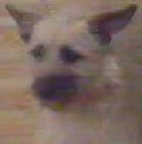 Basil (dog) | Neighbours Soap Opera Wiki | Fandom