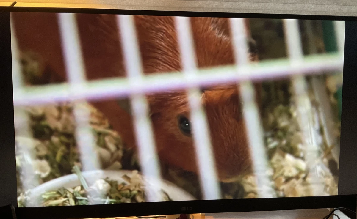 Sally (guinea pig) | Neighbours Soap Opera Wiki | Fandom