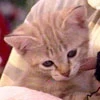 Willow (kitten) | Neighbours Soap Opera Wiki | Fandom