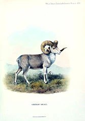 Owca ałtajska | NemerteanPlanet Wiki | Fandom